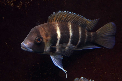 Labeotropheus trewavasae • Fish sheet