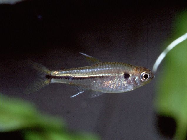 Amazon - Bassin - List of fishes - Fishipedia