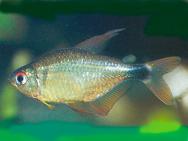 Hyphessobrycon loweae • Fish sheet