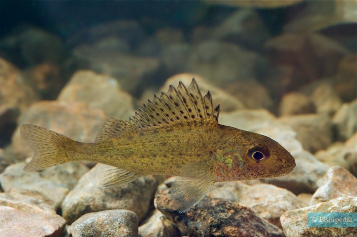 Rhin - River - List of fishes - Fishipedia