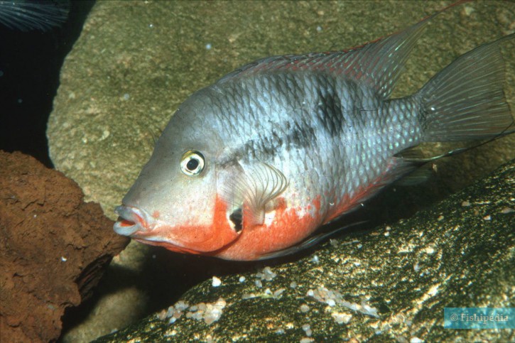 Belize - List of fishes - Fishipedia