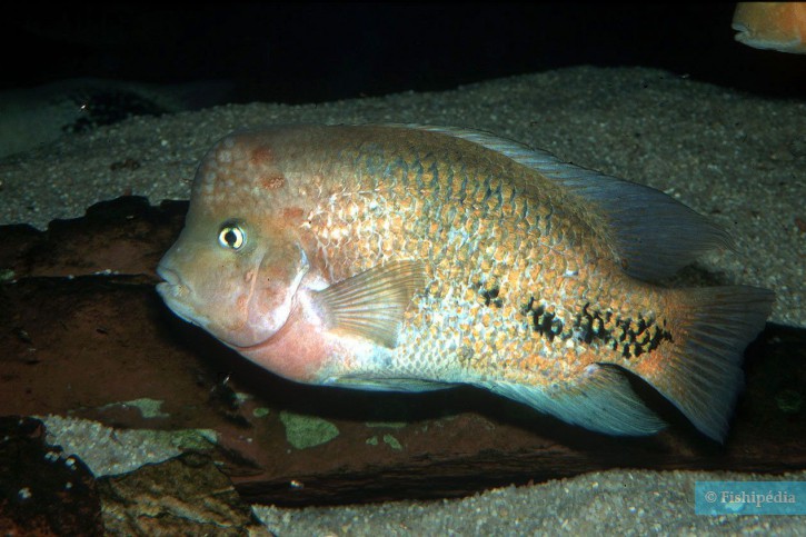 Belize - List of fishes - Fishipedia