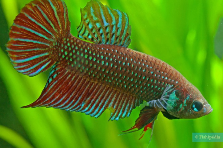 Asia - List of fishes - Fishipedia