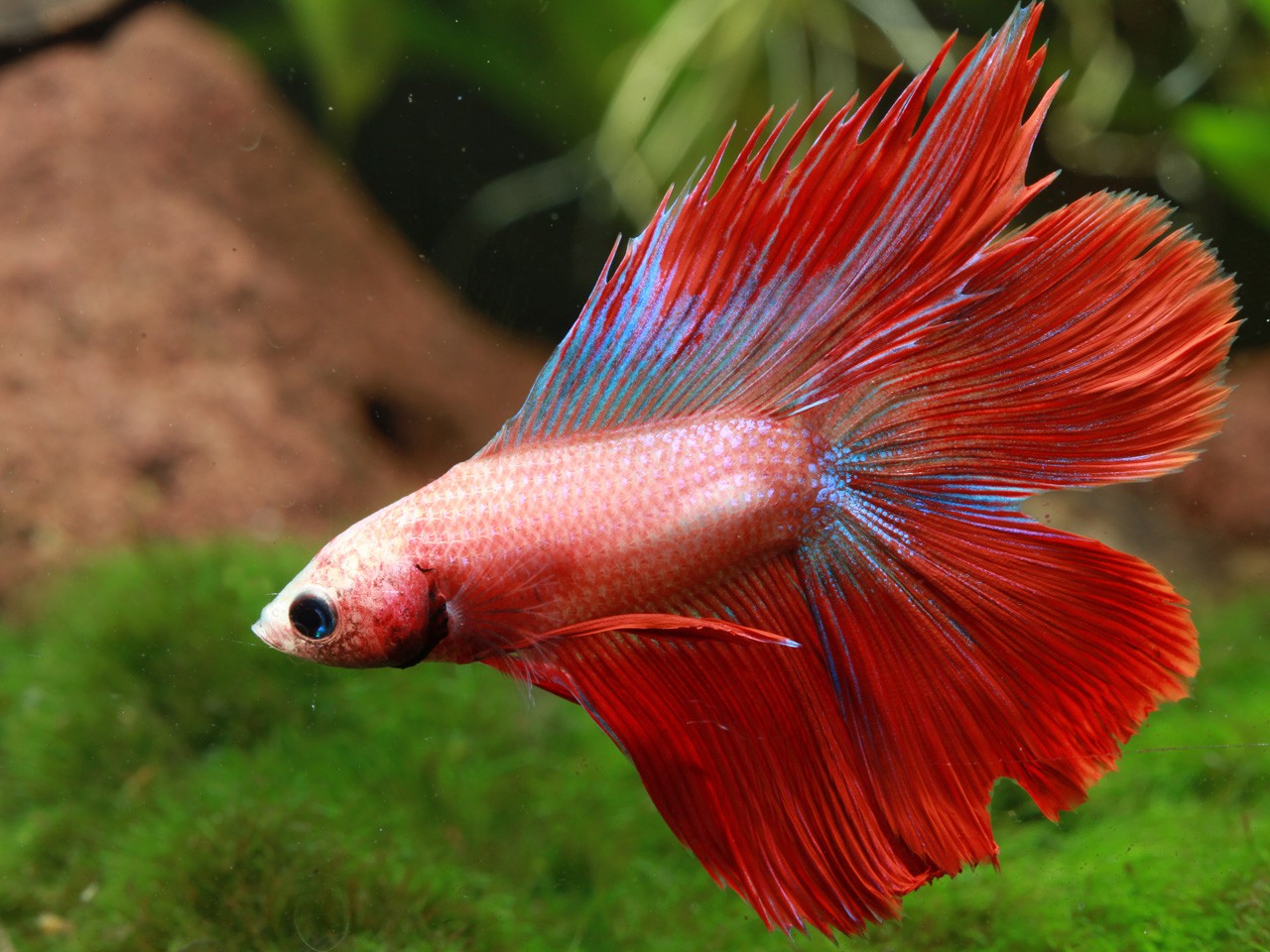Comment le combattant a conquis le monde ? - Fishipedia
