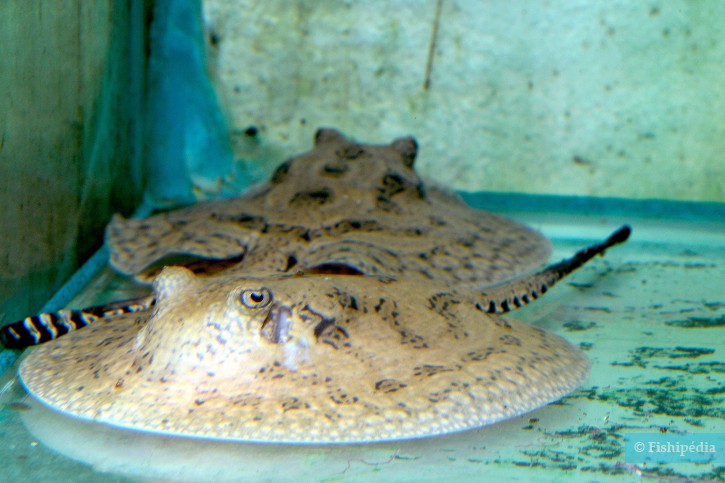 Rays - Species List - Fishipedia