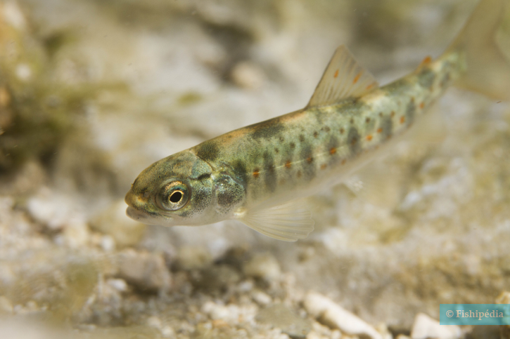 Ireland - List of fishes - Fishipedia