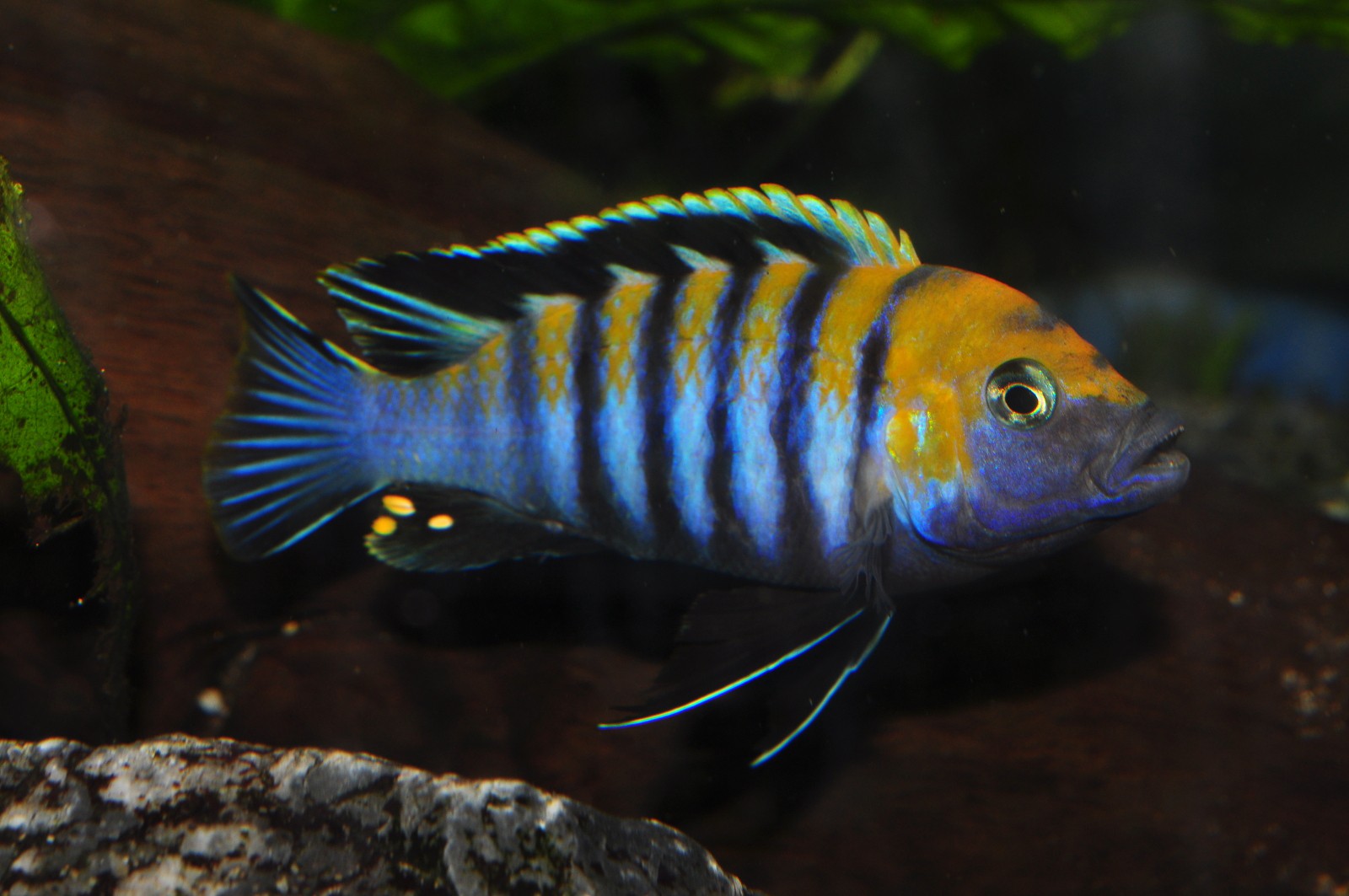 - List of fishes - Fishipedia