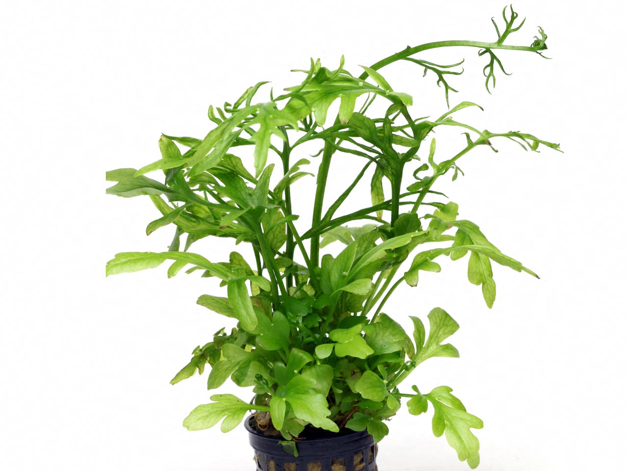 Ceratopteris cornuta • Plants