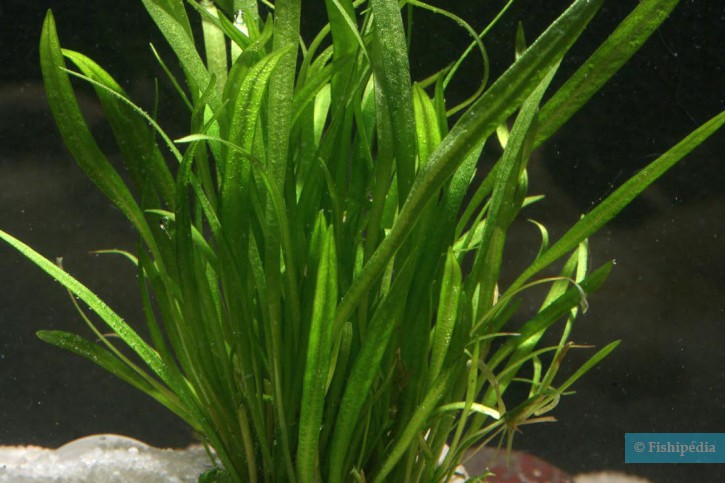 Echinodorus tenellus • Plants
