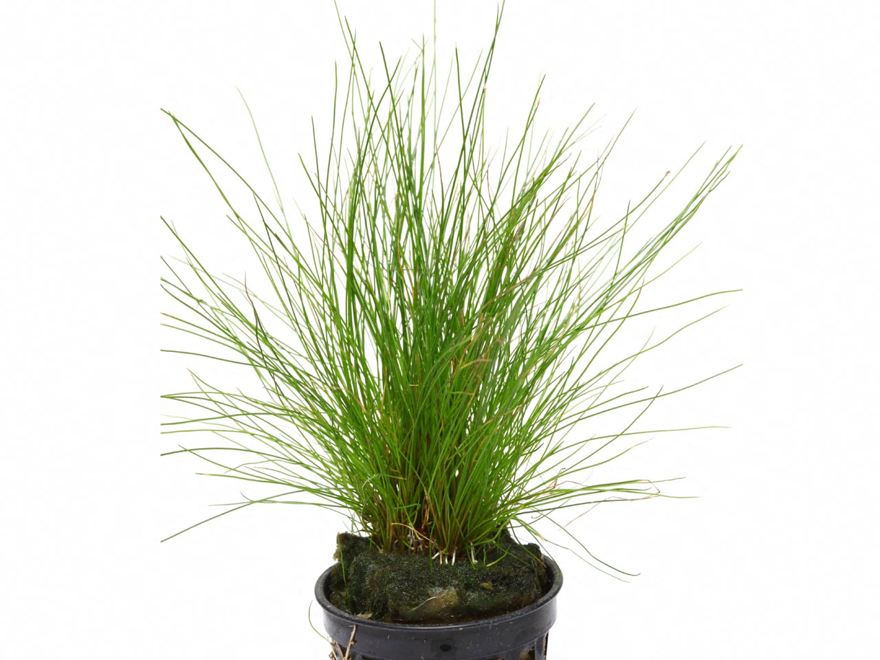 Eleocharis parvulus • Plants
