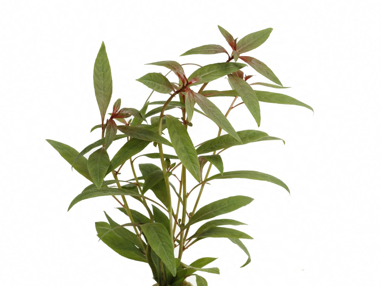 Ludwigia glandulosa • Plants