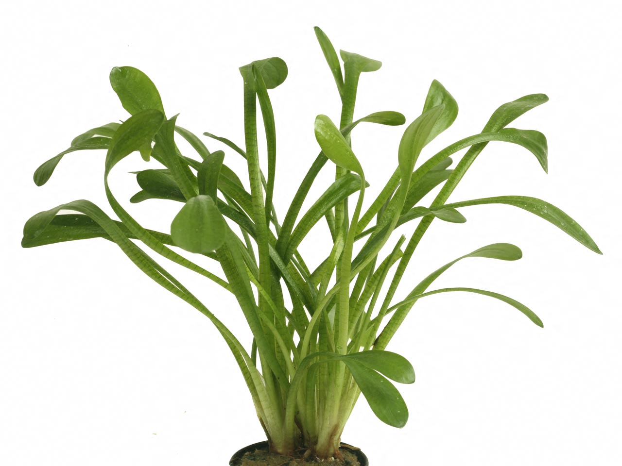 Sagittaria teres • Plants