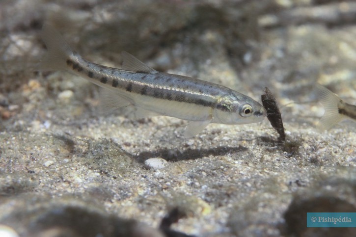 Ireland - List of fishes - Fishipedia