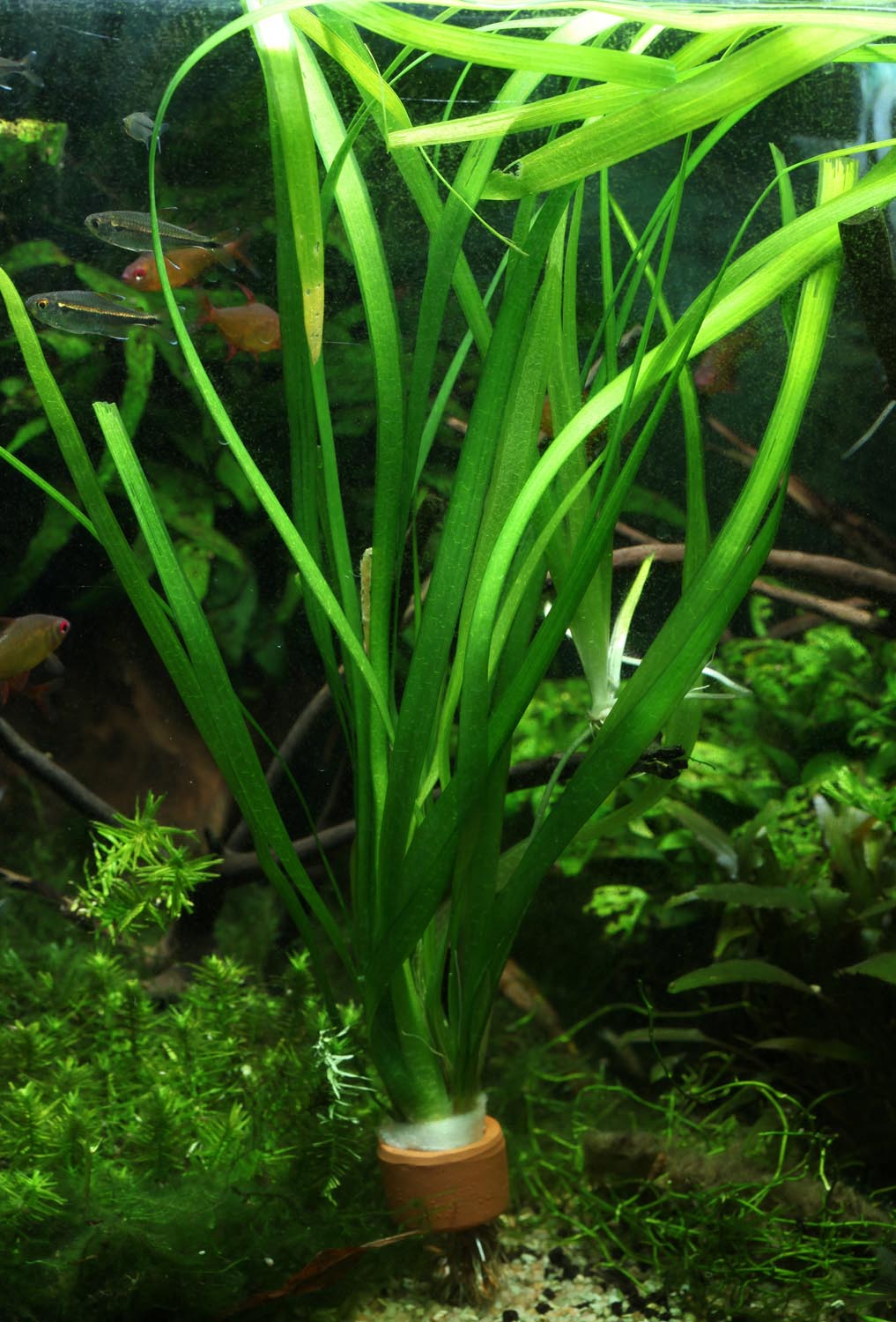 Vallisneria gigantea • Plants
