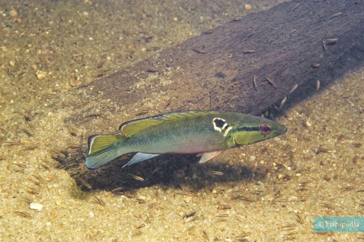 Vénézuela - List of fishes - Fishipedia