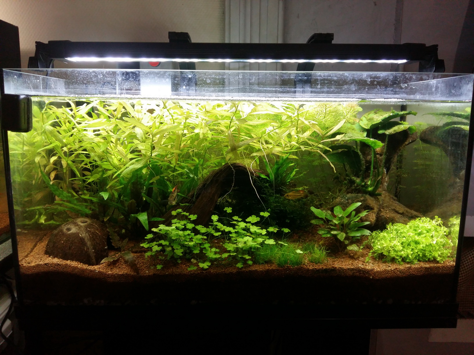 Apisto 1 • Spécifique