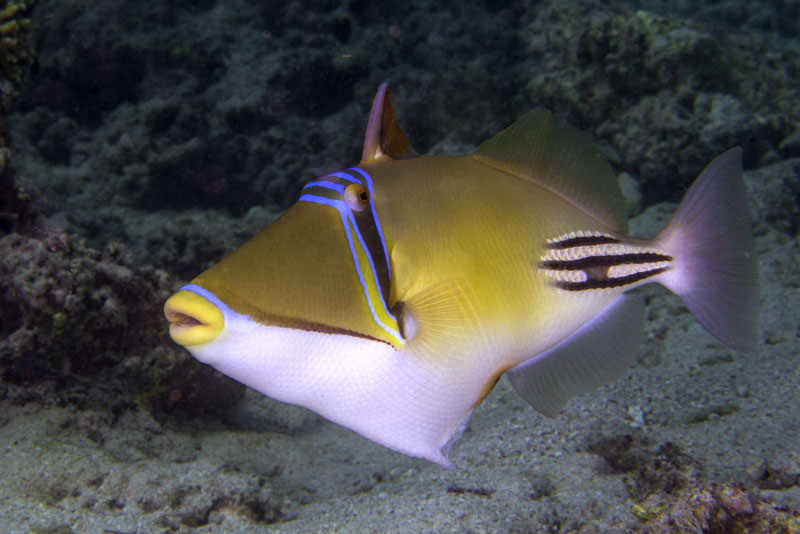 Rhinecanthus - List of fishes - Fishipedia