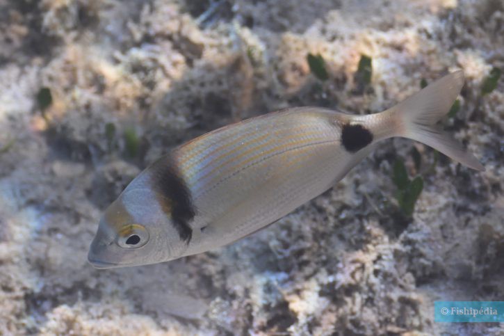 Sparidae - List of fishes - Fishipedia