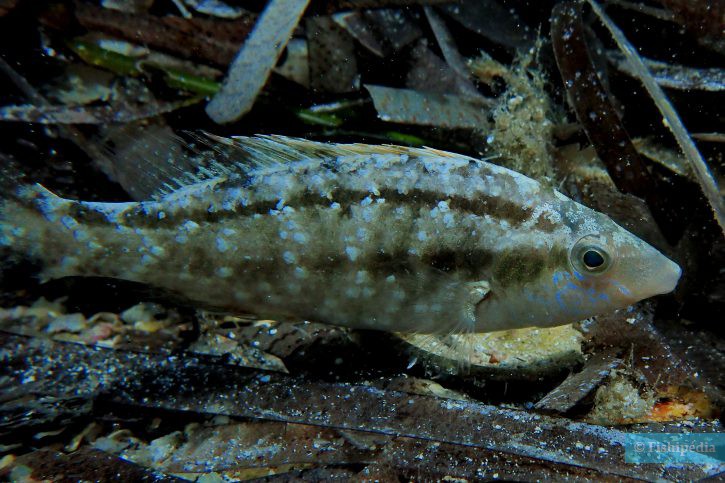 Wrasse fish - List of fishes - Fishipedia