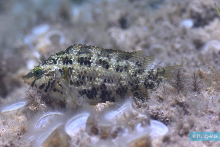 Wrasse fish - List of fishes - Fishipedia