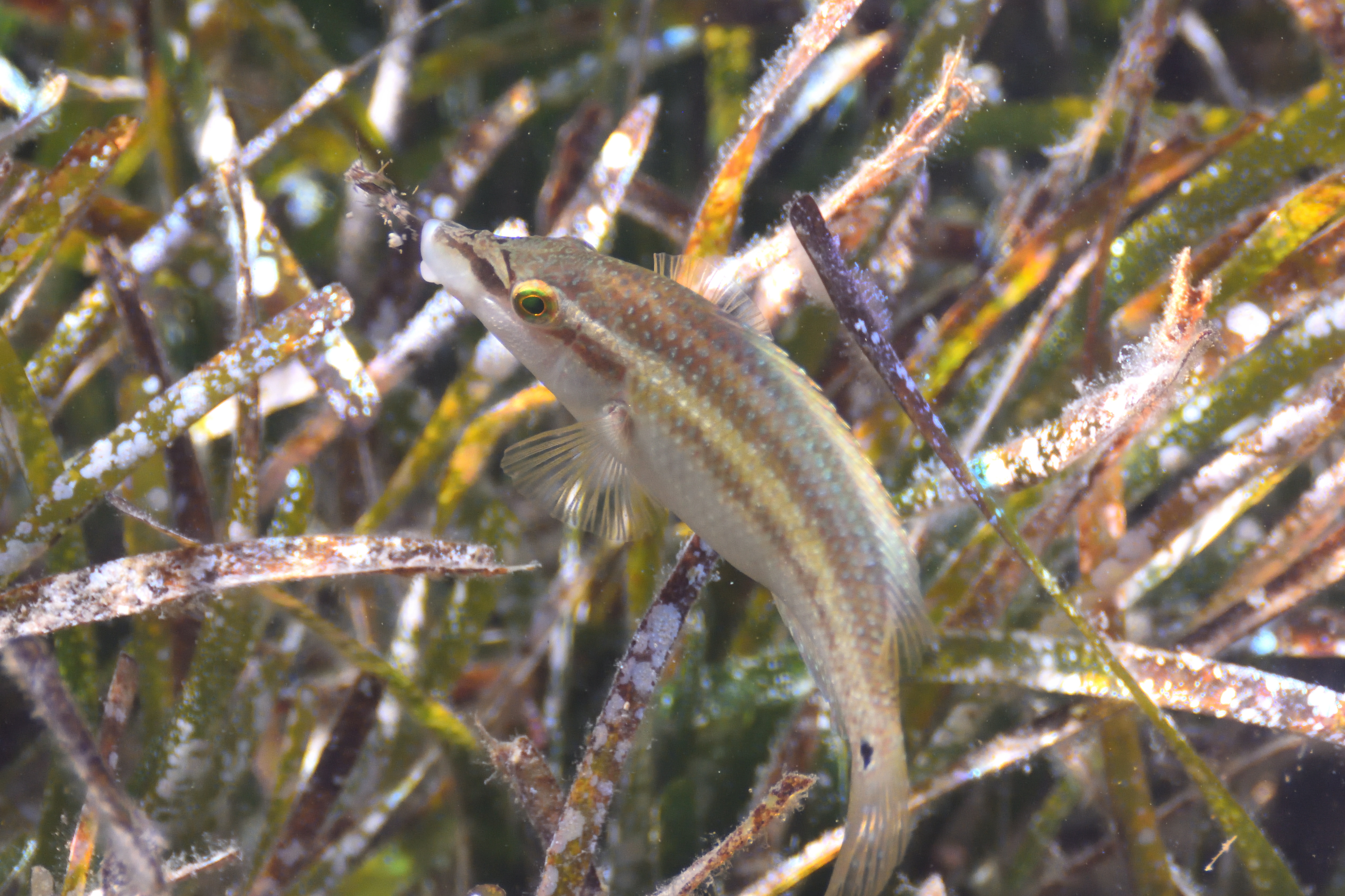 East atlantic peacock wrasse • Symphodus tinca • Fish sheet