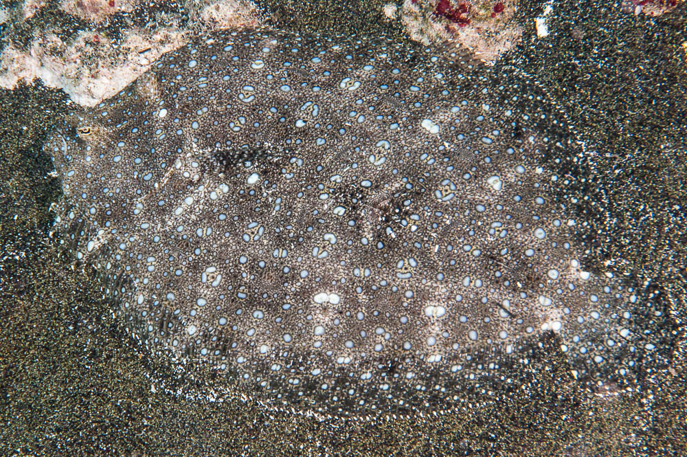 Flowery flounder • Bothus mancus • Fish sheet