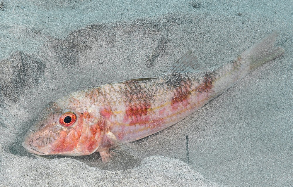 - List of fishes - Fishipedia