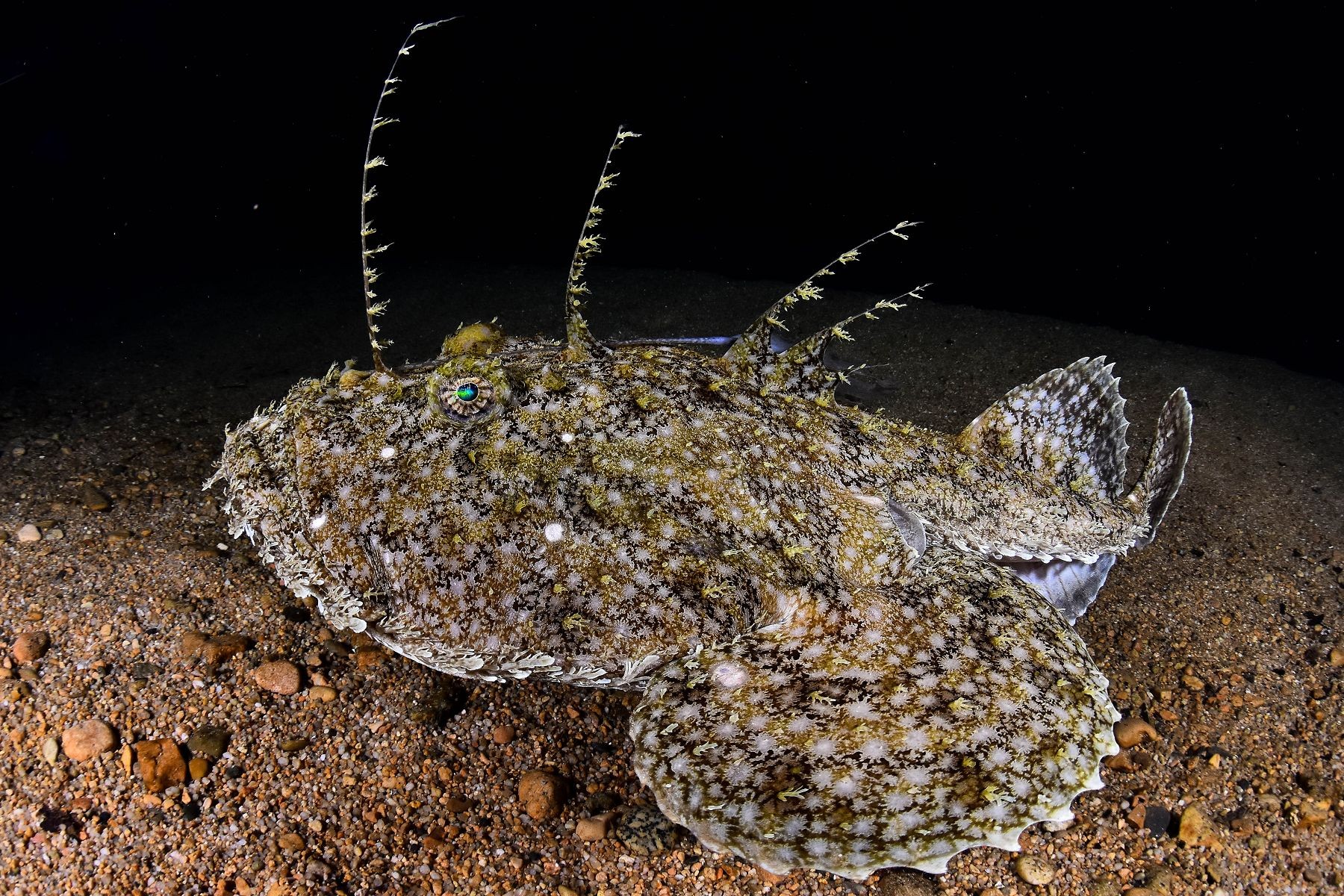 Angler Fish Lophius Piscatorius Fish Sheet
