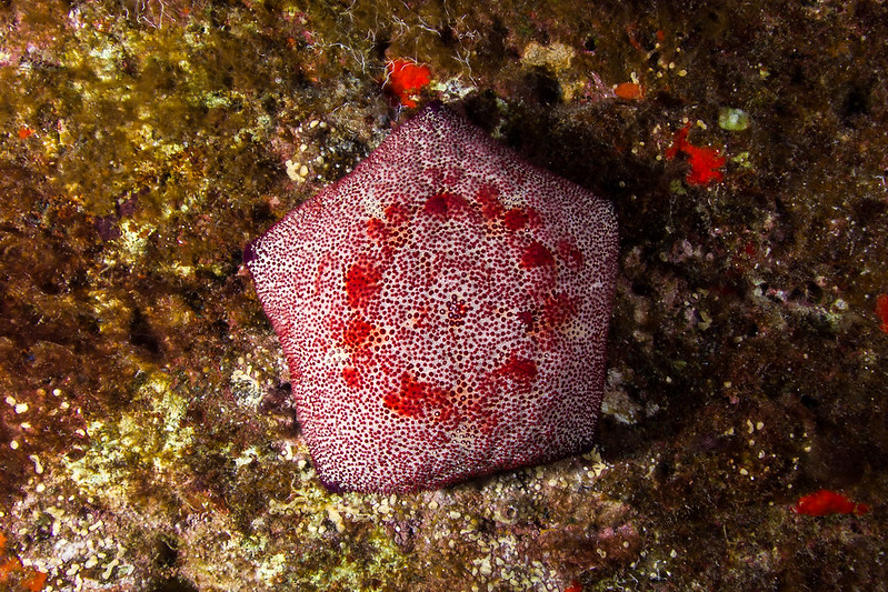 Etoile de mer, un animal insolite - Fishipedia