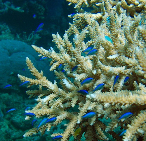 Maldives - List of fishes - Fishipedia