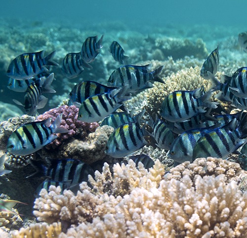 Red Sea - List of fishes - Fishipedia