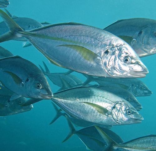 Temperate Eastern Atlantic Ocean - List of fishes - Fishipedia