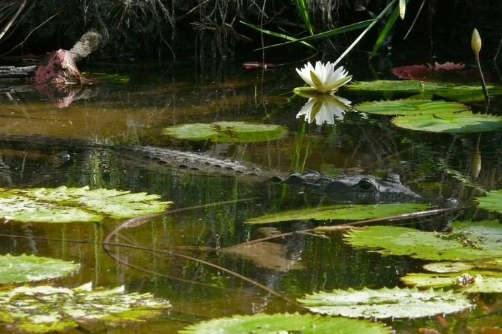 Morelet's crocodile • Crocodylus moreletii • Reptile sheet