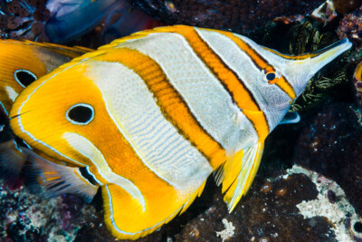 Chelmon marginalis • Fish sheet