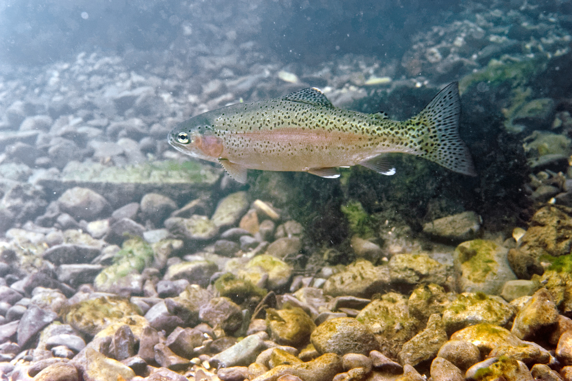 Oncorhynchus mykiss • Fish sheet