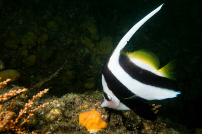 heniochus-chrysostomus • Fish sheet