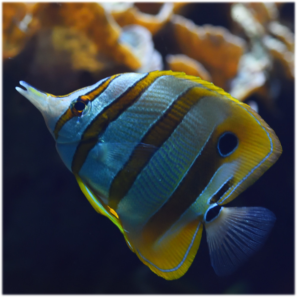 Coral reefs • The Aquarium • Fishipedia