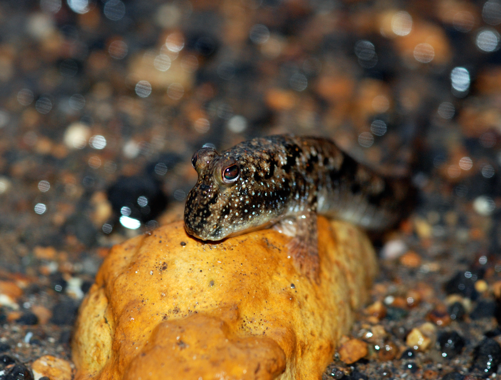 Atlantic mudskipper • Periophthalmus barbarus • Fish sheet