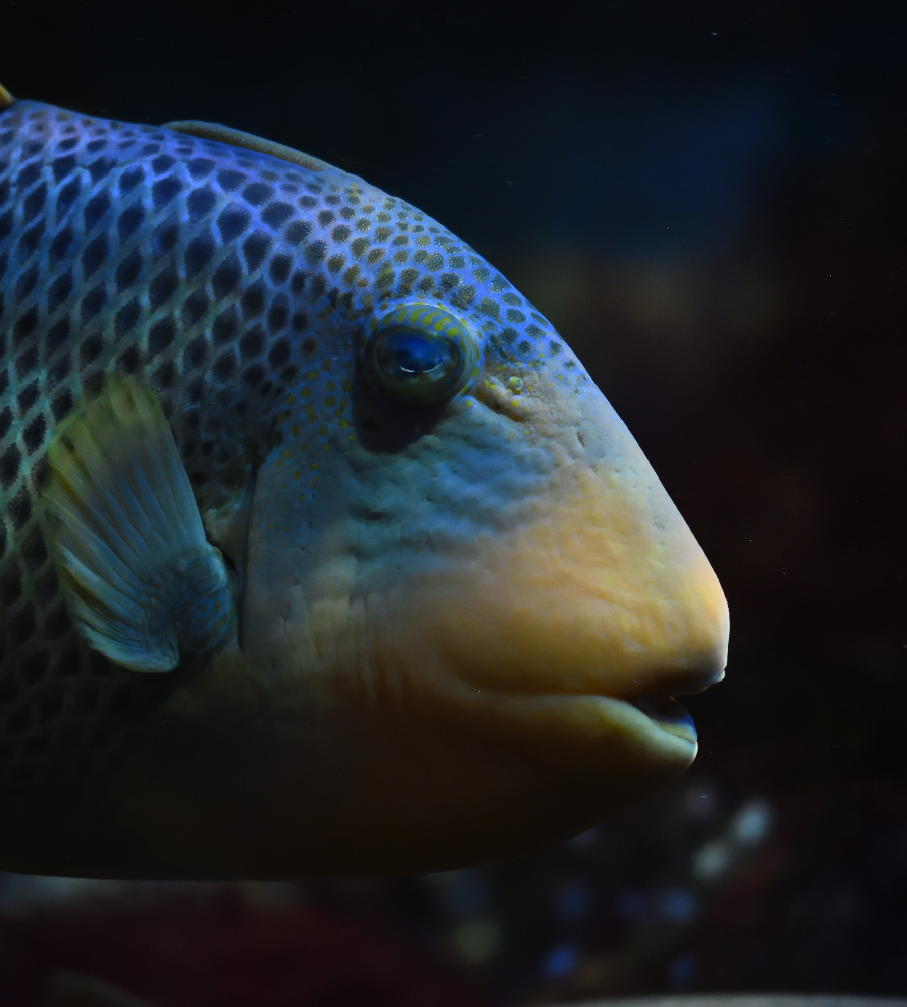 Aquarium du Limousin • Fishipedia