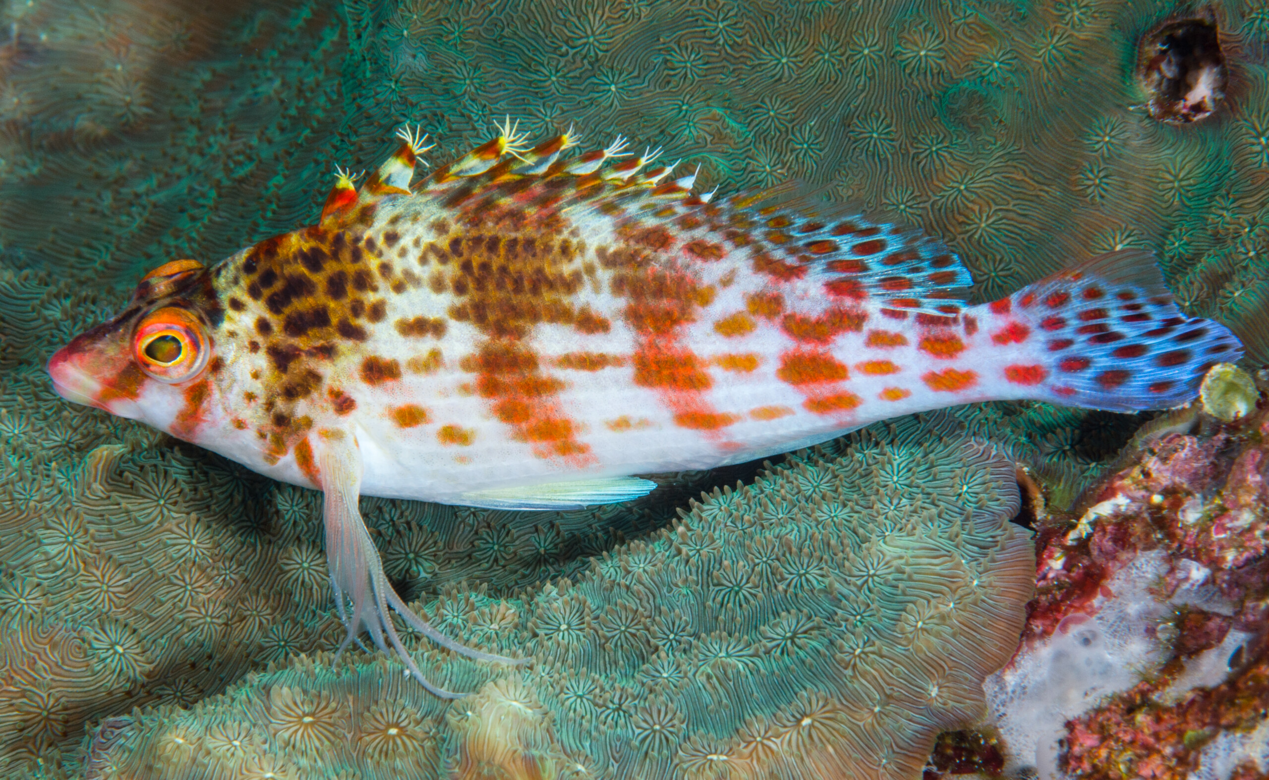Dwarf hawkfish • Cirrhitichthys falco • Fish sheet