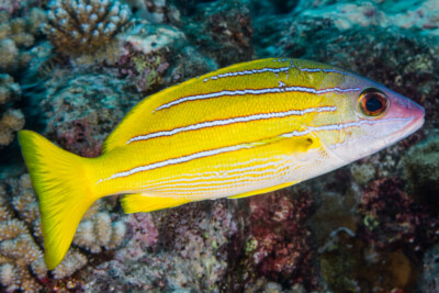 Yellowtail snapper • Ocyurus chrysurus • Fish sheet