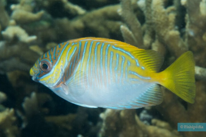 Barred Rabbitfish Siganus Doliatus Fish Sheet