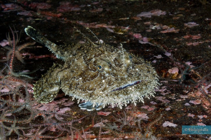 Angler Fish Lophius Piscatorius Fish Sheet