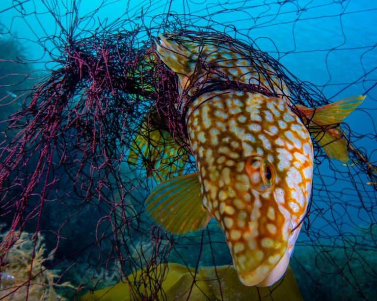 Sustainable Fishing & Consumption of Fish - Fishipedia