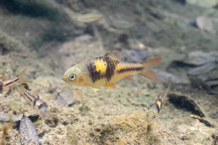 T-barb • Barbodes lateristriga • Fish sheet