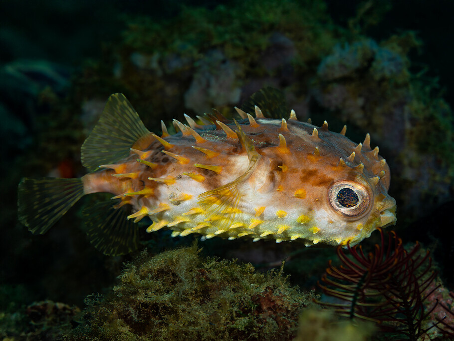 Cyclichthys orbicularis • Fish sheet