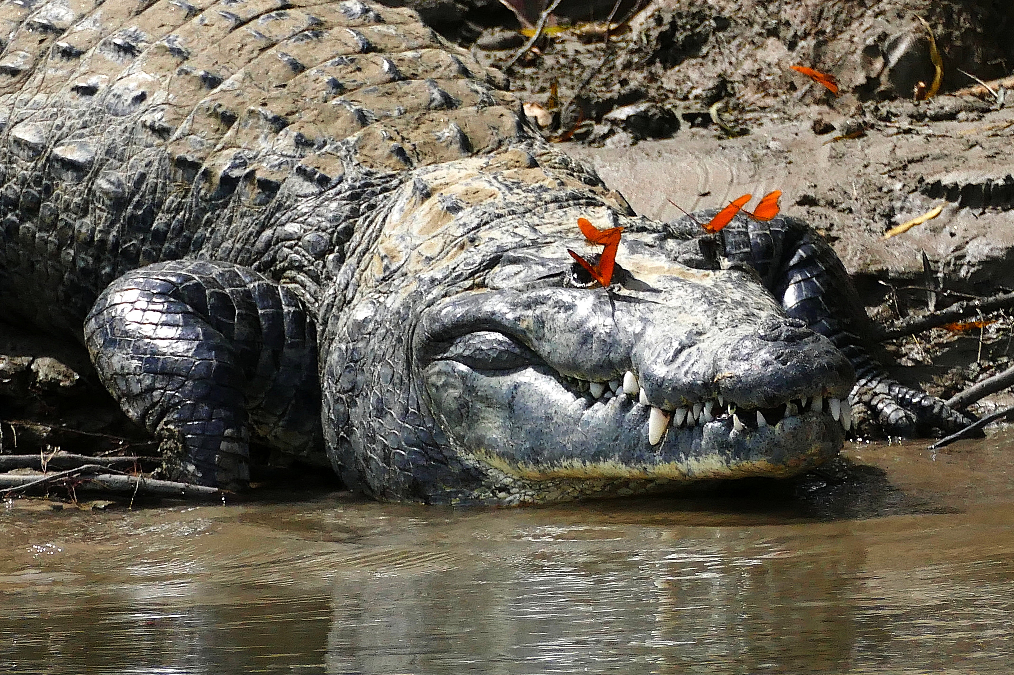 Morelet's crocodile • Crocodylus moreletii • Reptile sheet